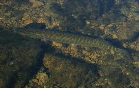 STOP TYRANIU ZVIERT - Vsetky ryby sveta